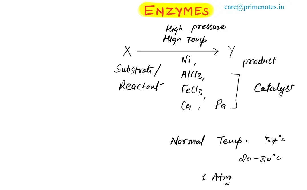 Enzymes Notes - Prime Notes